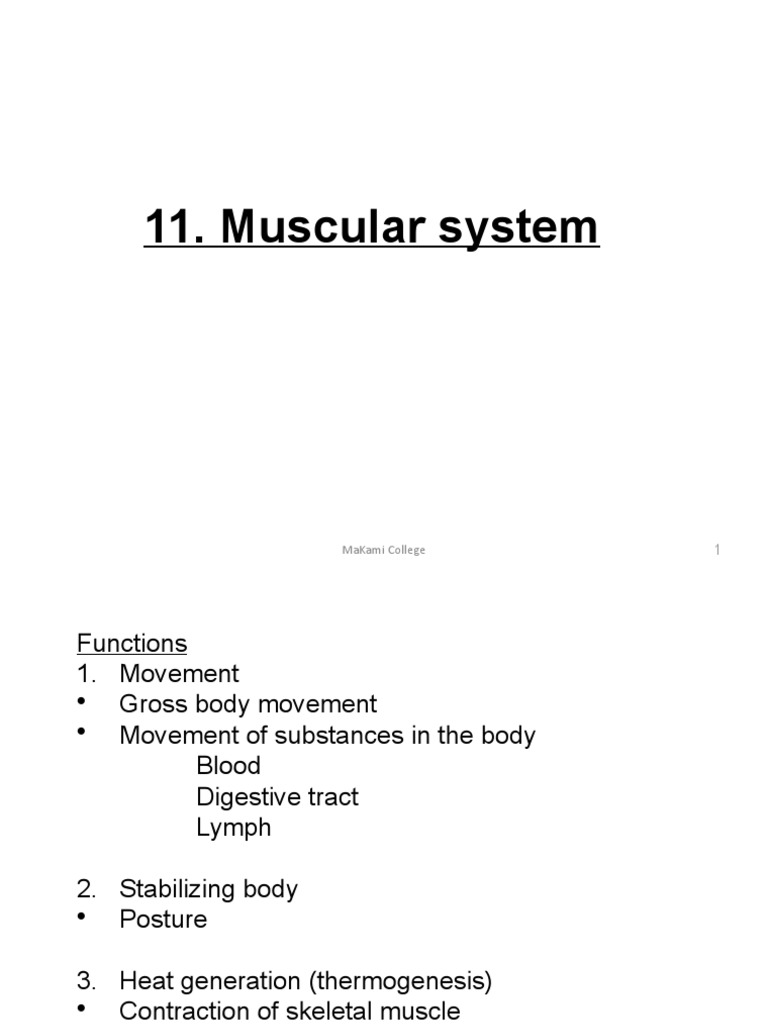 Muscular System | PDF | Skeletal Muscle | Muscle Contraction