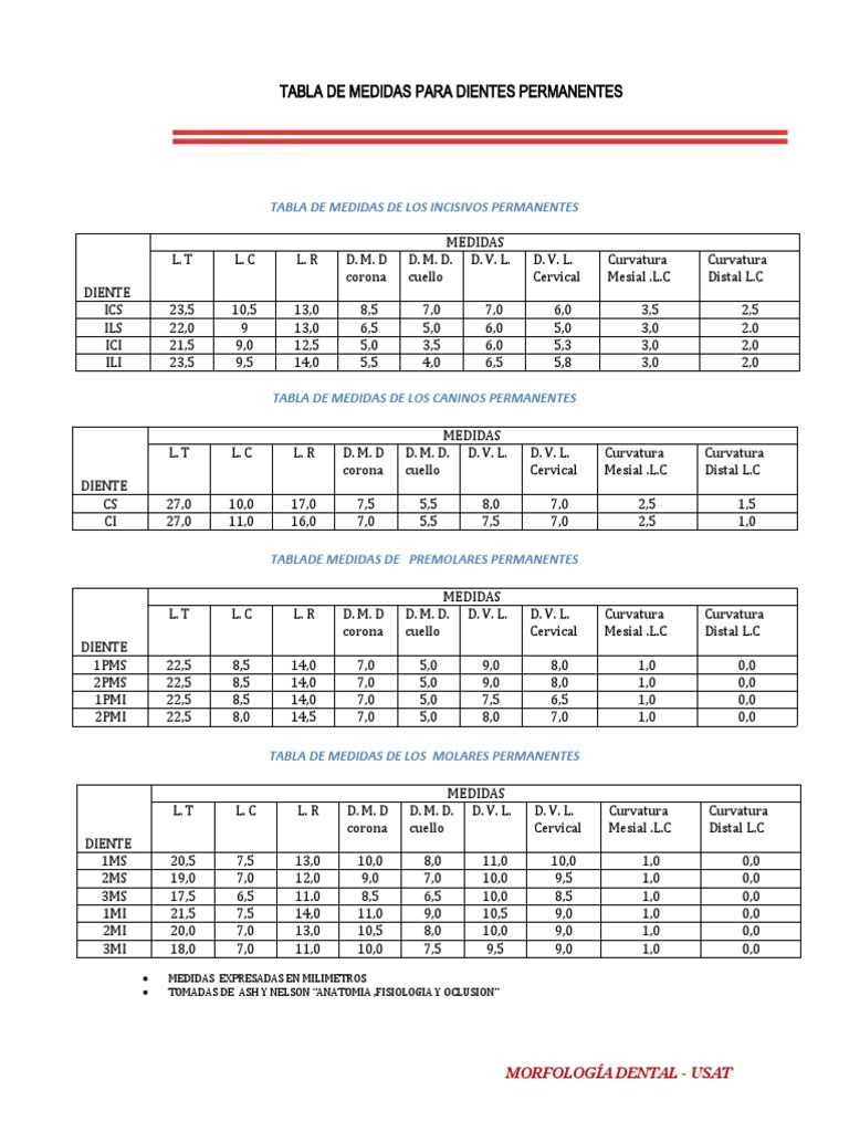 Tabla de Medidas para Dientes Permanentes | PDF | Anatomia dental | Diente