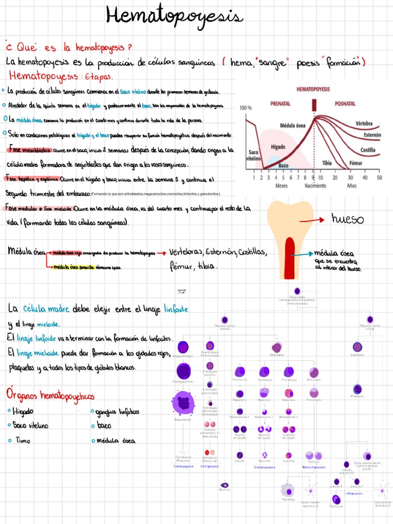 Hematopoyesis Pdf Artería Hematopoyesis
