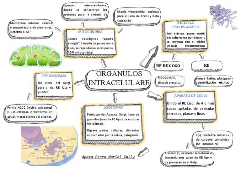 Organulos Intracelulares | PDF | Mitocondria | Retículo endoplásmico