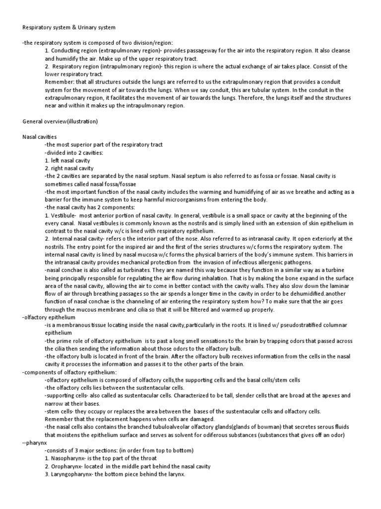 Respiratory & Urinary System 1 | PDF | Kidney | Respiratory Tract