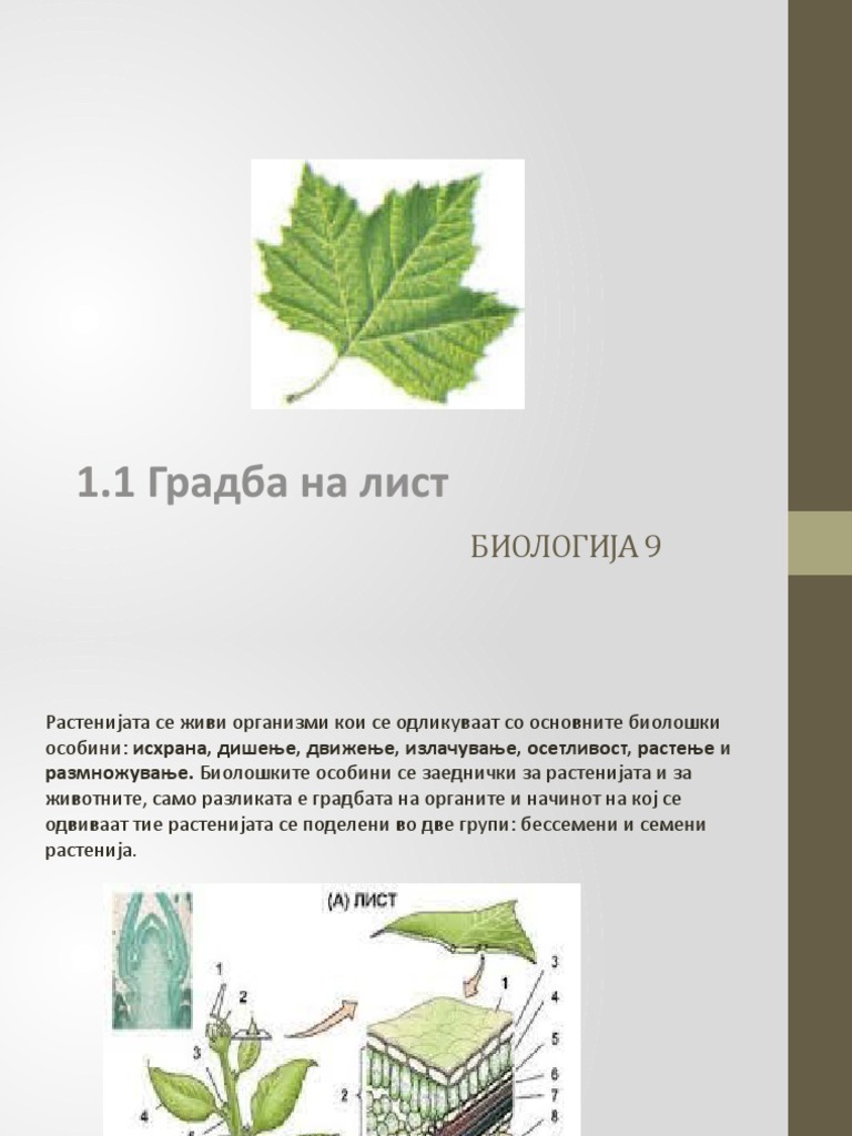 Градба на лист Pdf