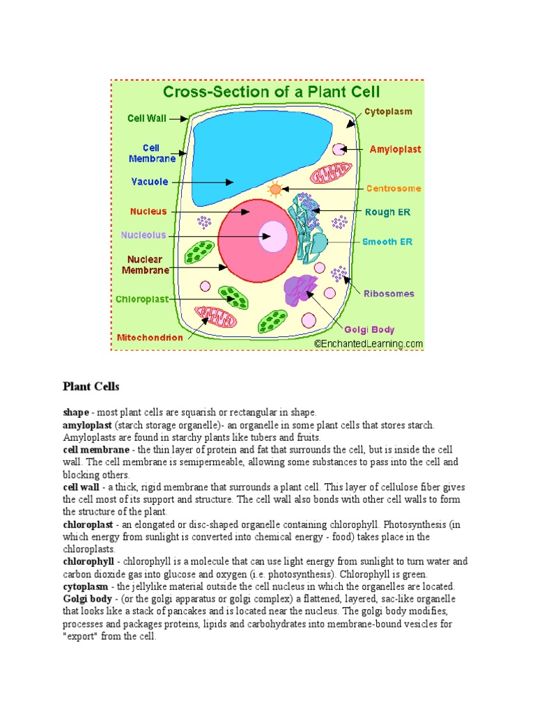 Lecture Cross Section of Plant and Animal Cell | PDF | Endoplasmic ...