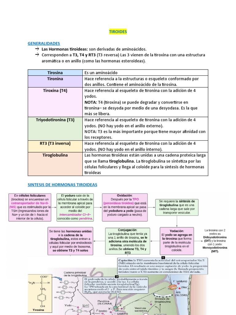 Tiroides (Fisio) | PDF | Hormona estimulante de la tiroides | Tiroides