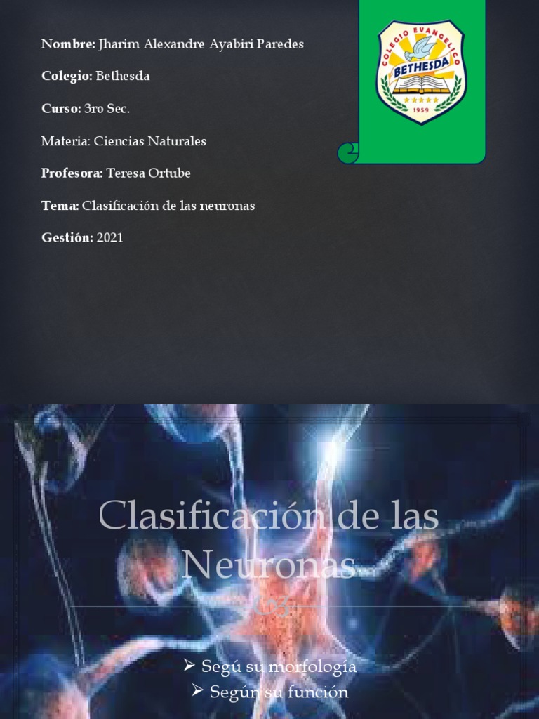 Clasificación de Las Neuronas | PDF | Neurona | Cerebro
