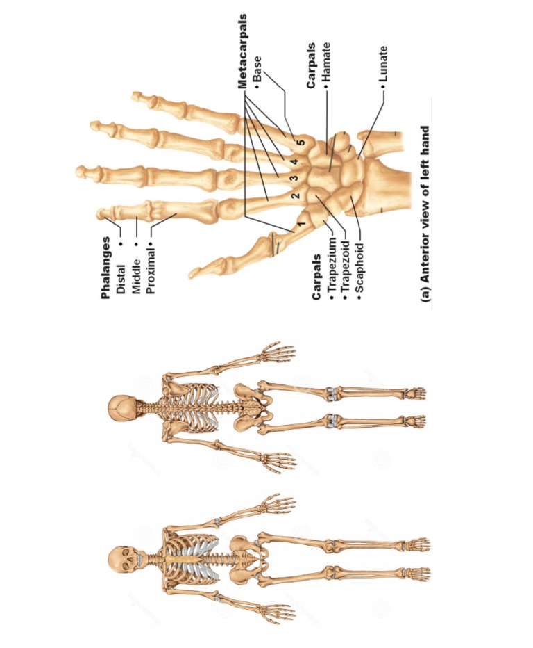 Skeletal System | PDF