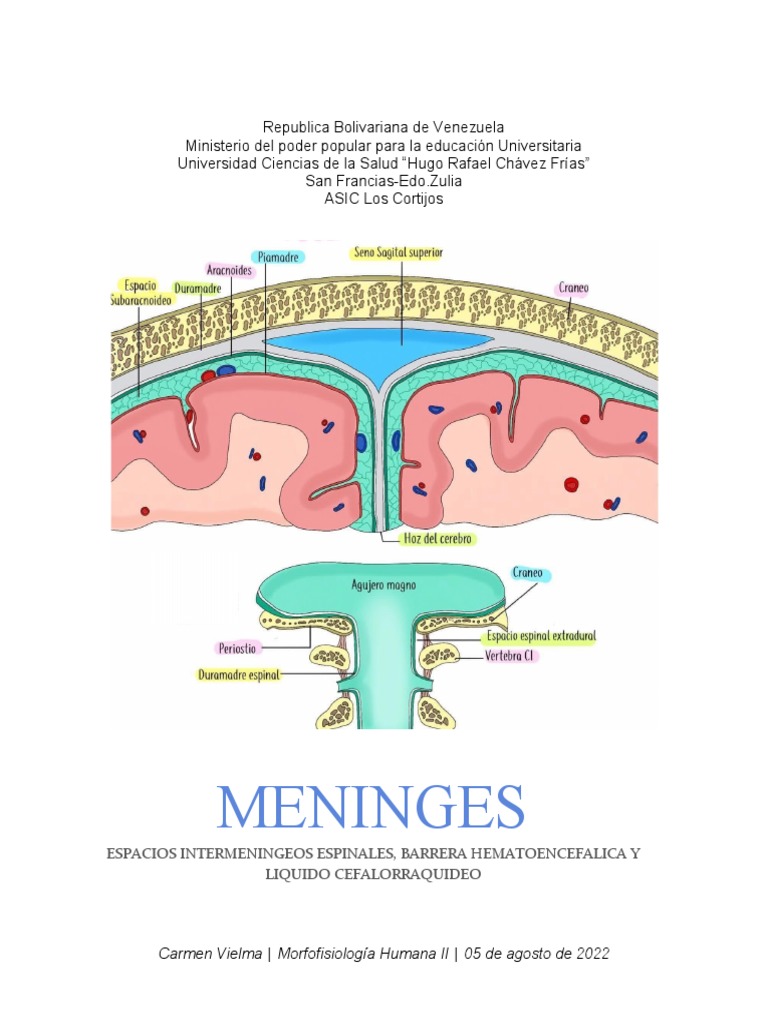 Informe Meninges | PDF | Fluido cerebroespinal | Médula espinal