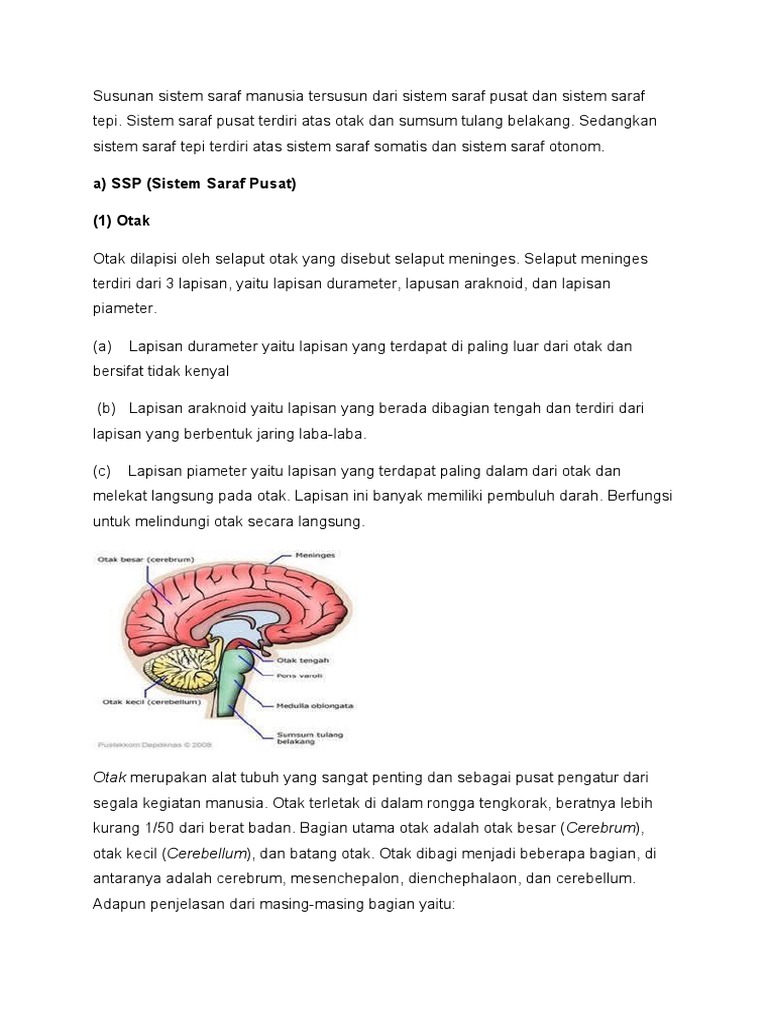 Susunan dan Struktur Sistem Saraf Manusia | PDF