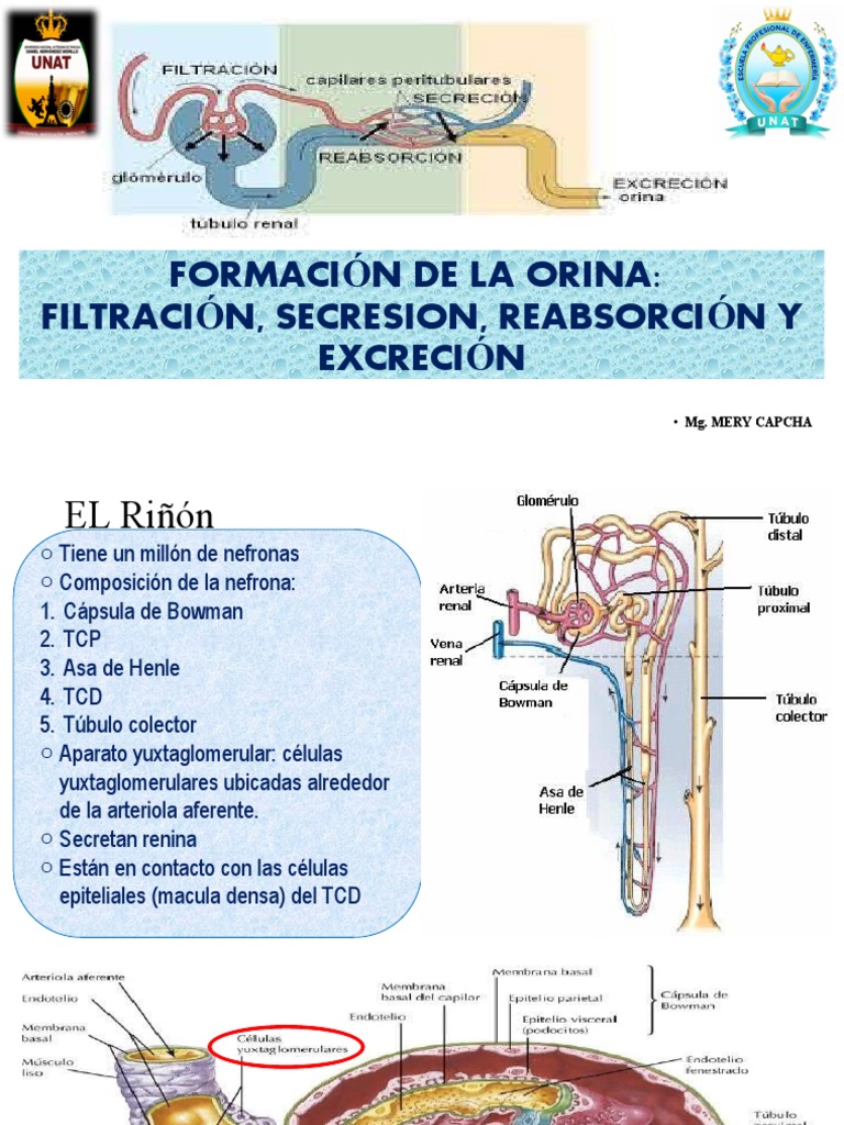 Fisiologia Formacion de La Orina 2022 - Ii - Unat | PDF | Riñón ...