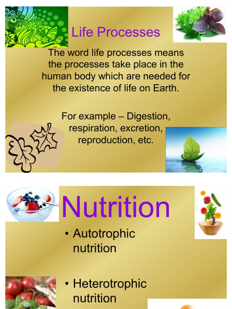 A Comprehensive Overview of Key Life Processes in Humans and Plants ...