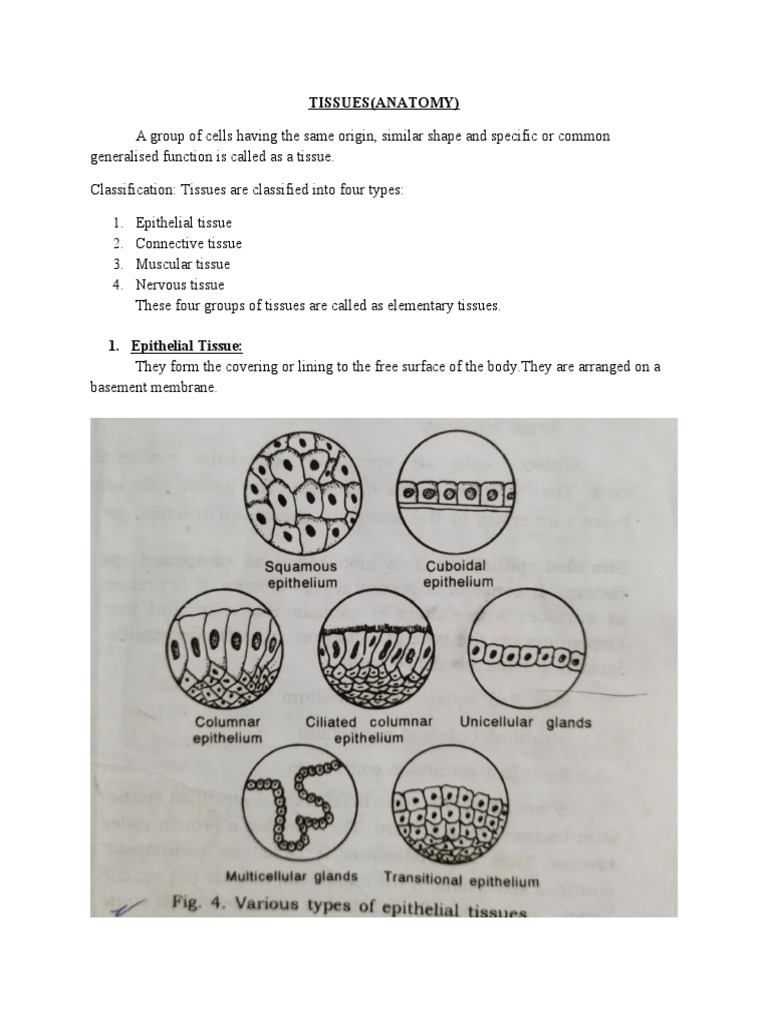 Tissues (Anatomy) | PDF | Epithelium | Neuron