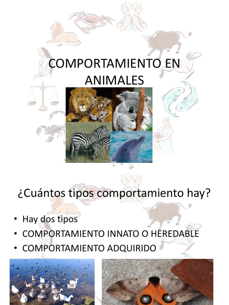 Comportamiento en Animales | PDF | Aprendizaje | Comportamiento