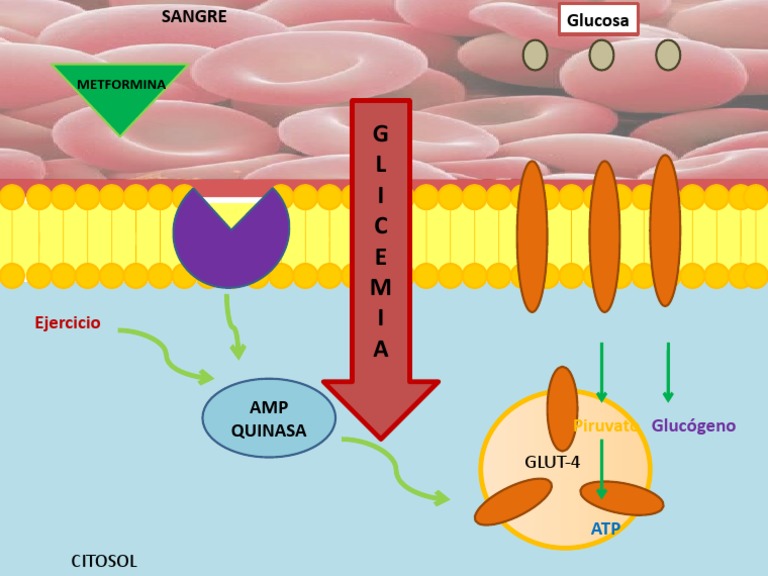 Mecanismo de Acción de La Metformina-1 | PDF