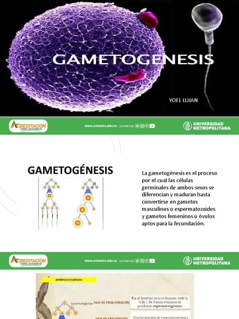 GAMETOGENESIS | PDF