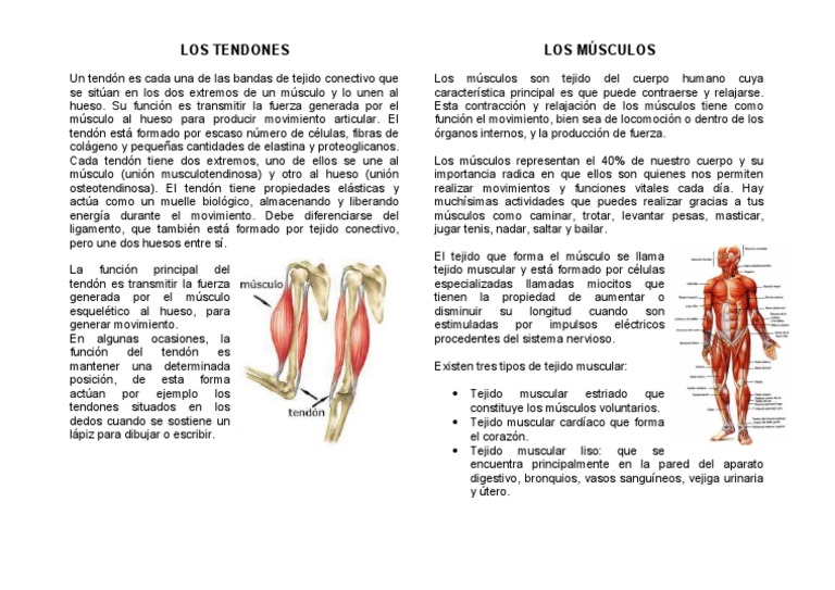 Funciones y Estructura de Tendones y Músculos | PDF | Músculo ...