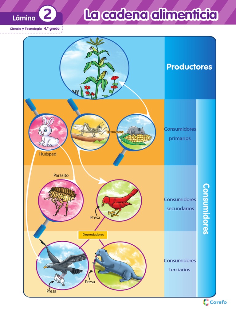 2018 Cyt4p U3 Lamina La Cadena Alimenticia | PDF