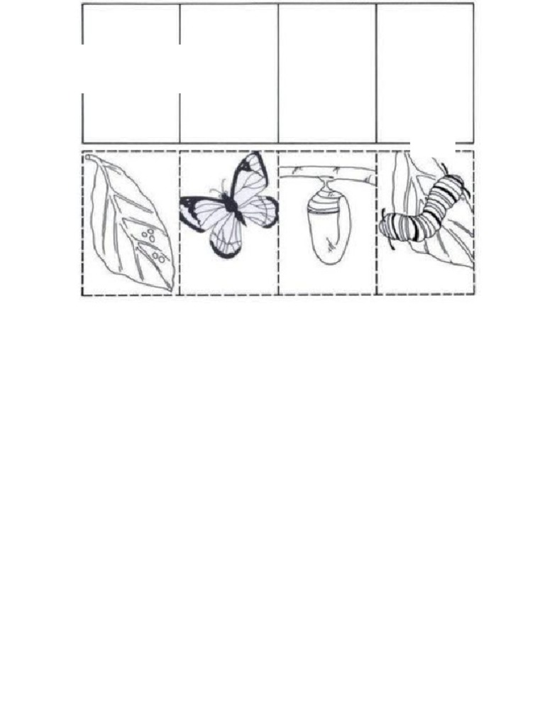 Ciclo de Vida de La Mariposa | PDF