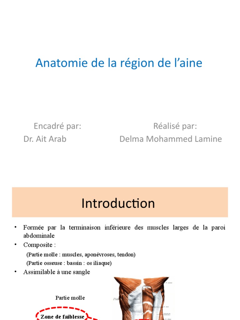 Anatomie La Région de L'aine1336988307208766001 | PDF | Péritoine ...