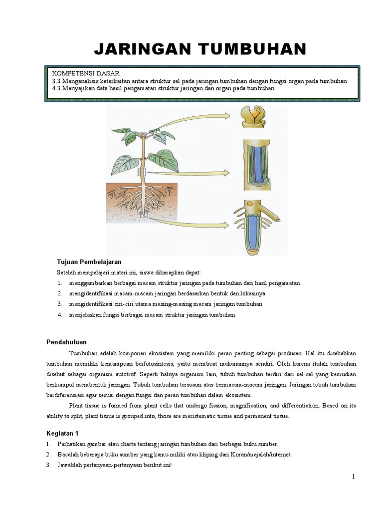 LKPD Jaringan Tumbuhan | PDF