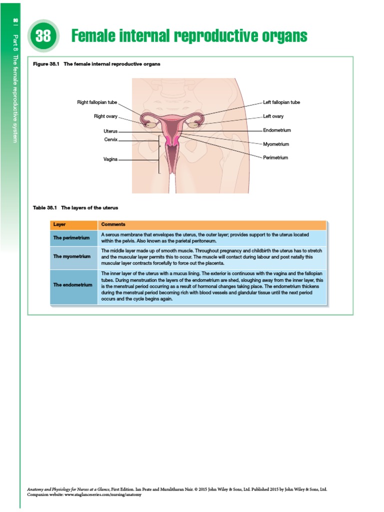 Figure 38.1 The Female Internal Reproductive Organs | PDF | Uterus | Pelvis