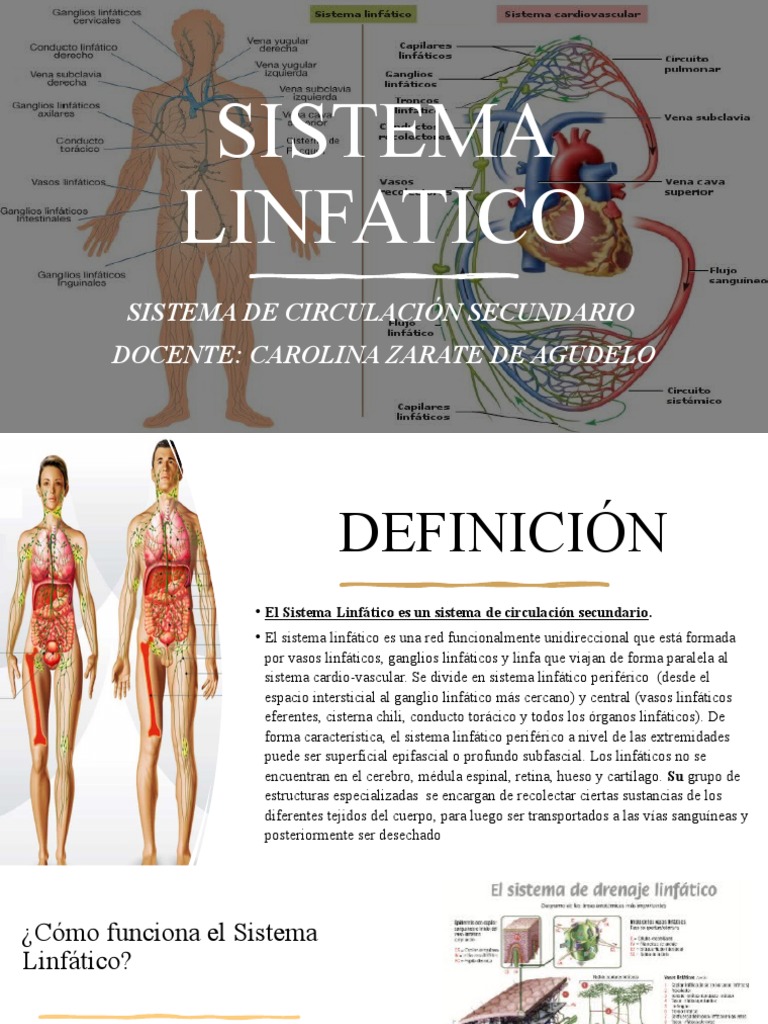 Sistema Linfatico | PDF | Sistema linfático | Linfa