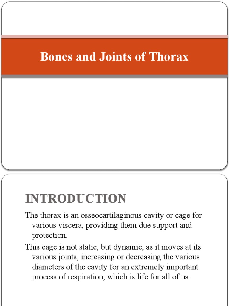 Anatomy of Thoracic Ribs and Joints | PDF | Vertebra | Skeletal System