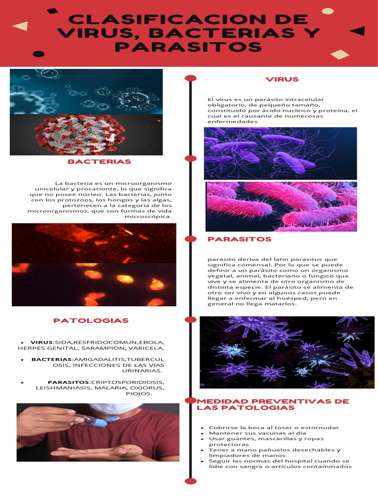 INFOGRAFIA-ClASIFICACION DE VIRUS, BACTERIAS Y PARASITOS | PDF | Virus | Las bacterias