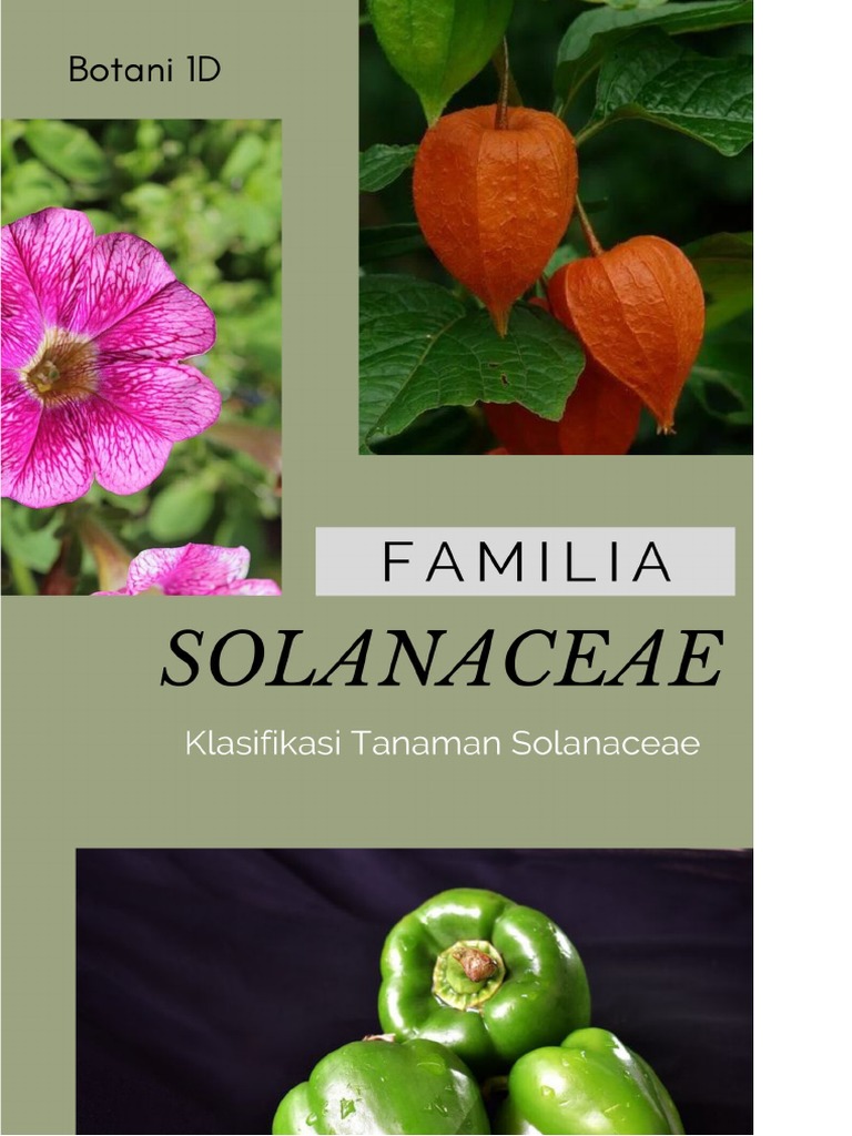 Buku Kajian Tanaman Familia Solanaceae | PDF