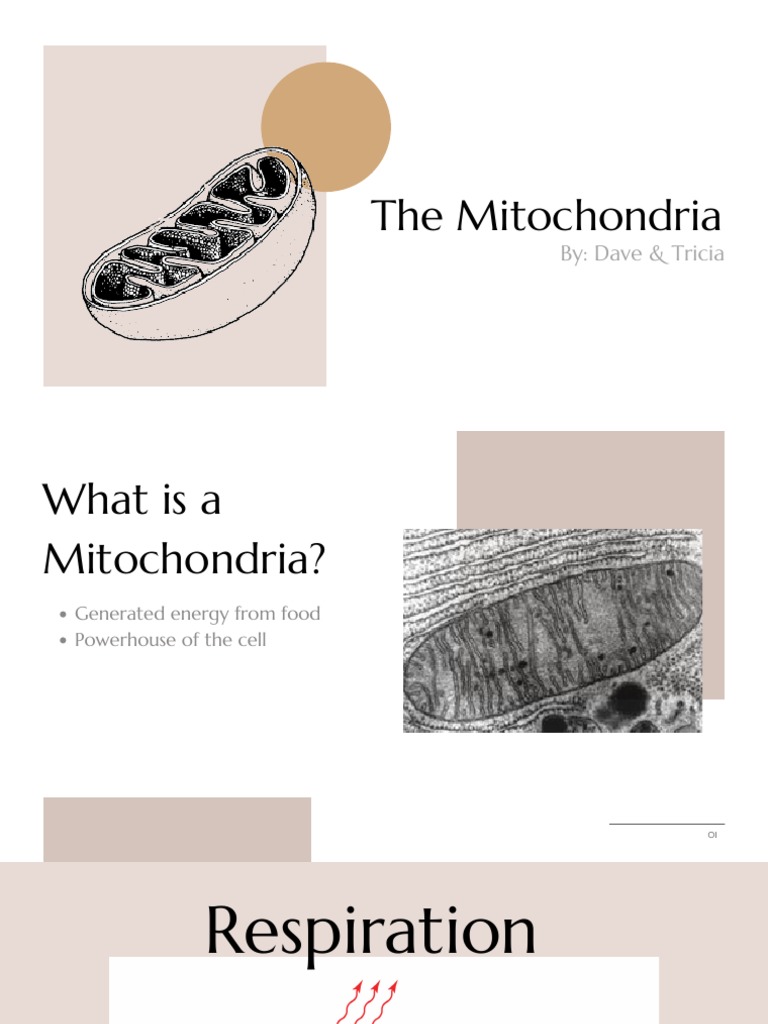 Mitochondria | PDF | Home & Garden | Wellness