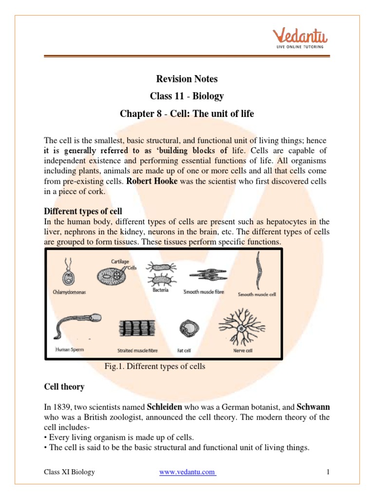 Class 11 Biology Chapter 8 - Revision Notes | PDF | Endoplasmic ...