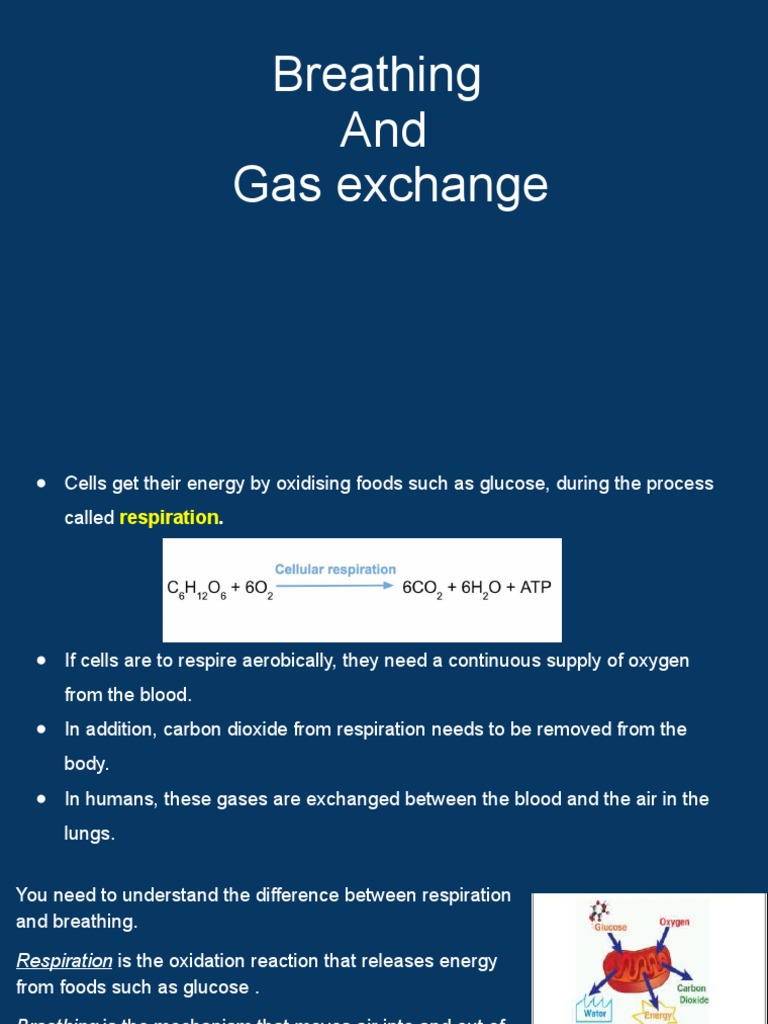 Breathing - and - Gas Exchange Igcse Biology | Download Free PDF ...