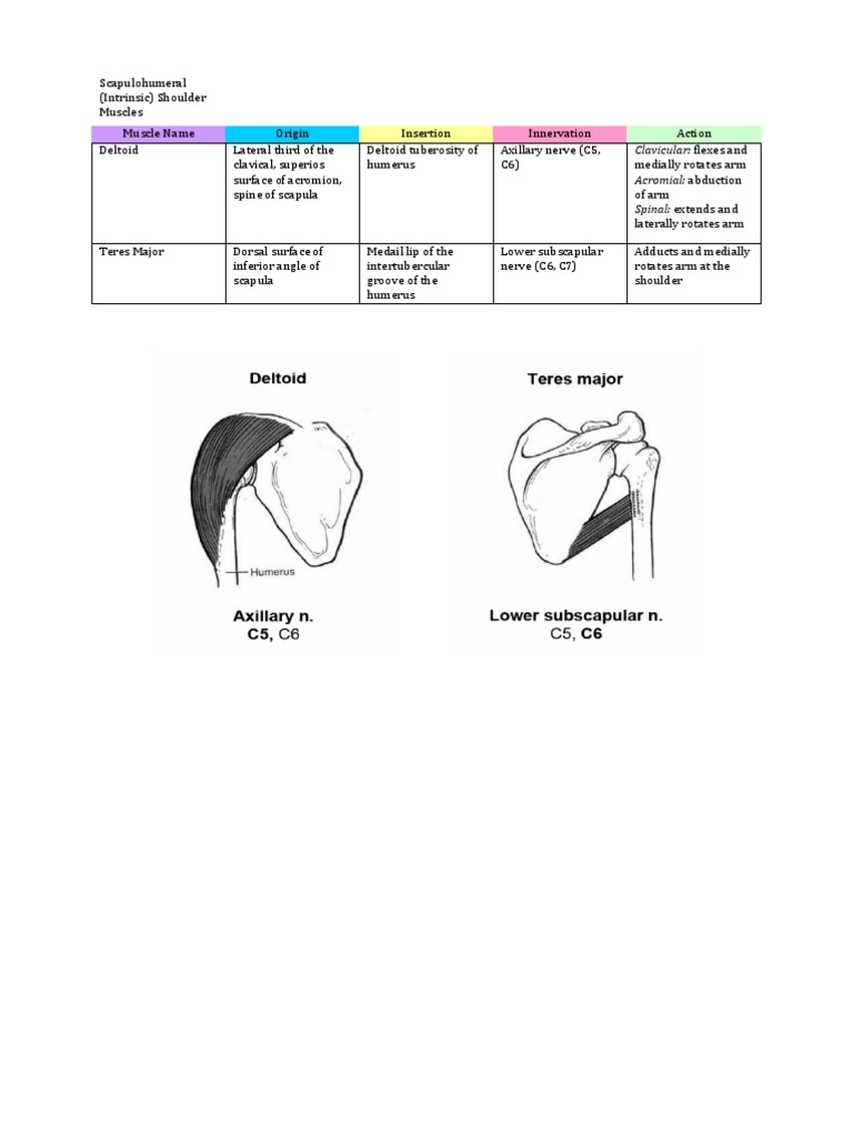 Muscles Shoulder | PDF | Shoulder | Arm