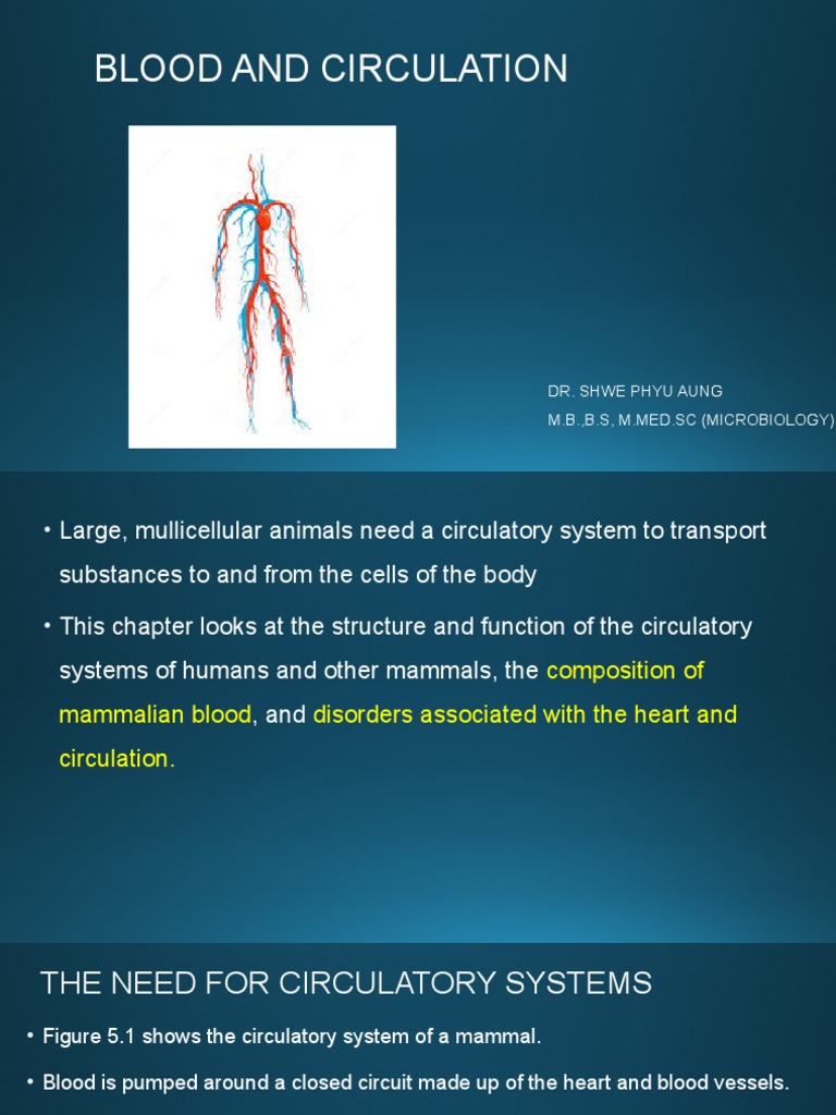Circulation and Blood Igcse Biology | PDF | Heart | Artery