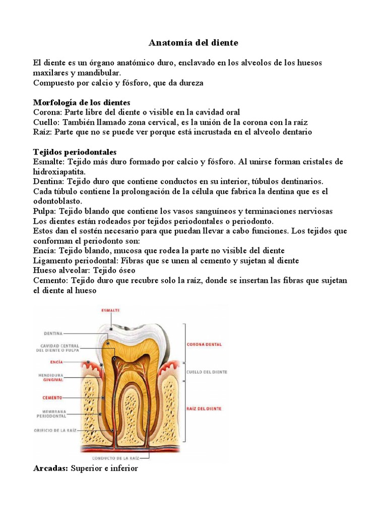 Anatomía Del Diente | PDF | Diente | Anatomía humana