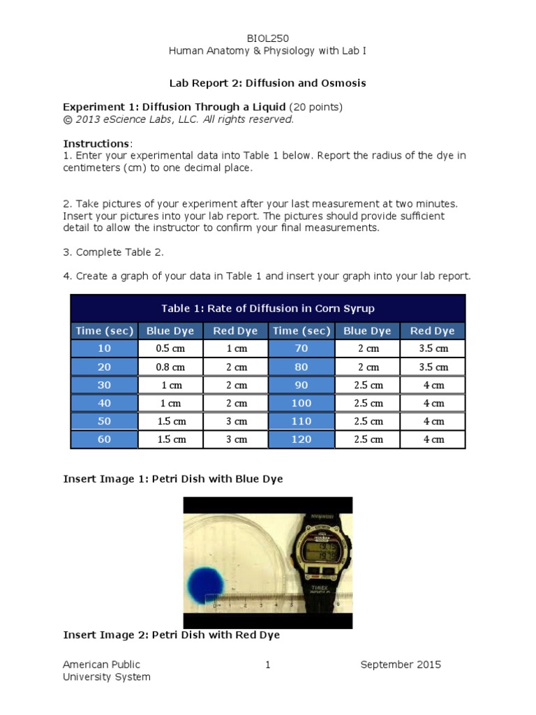 Lab Report | PDF | Diffusion | Chemistry