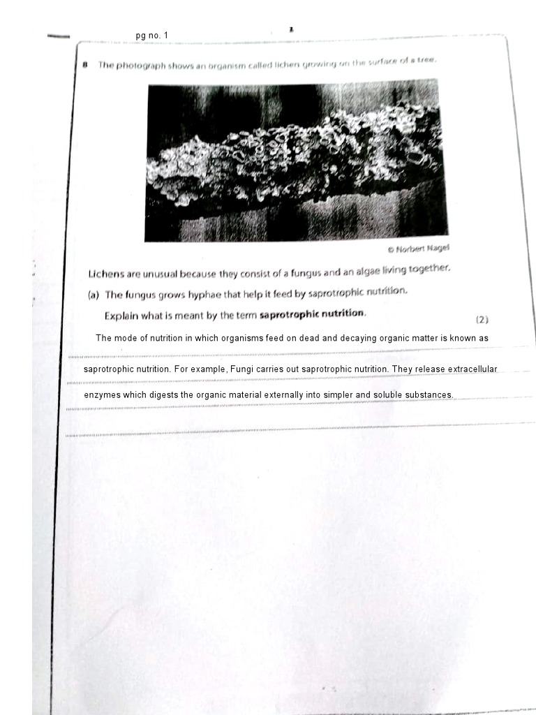 Chapter Fungus Worksheet Solution | PDF | Decomposition | Glucose