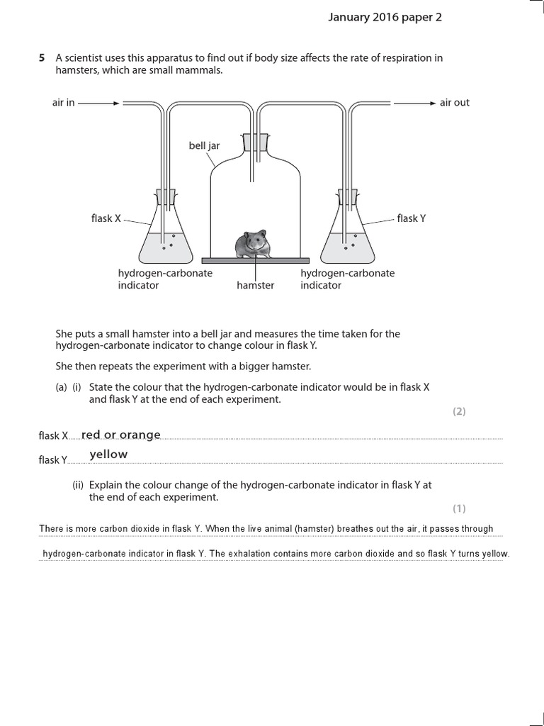 Chapter Respiration Worksheet Solution | PDF | Oxygen | Chemistry