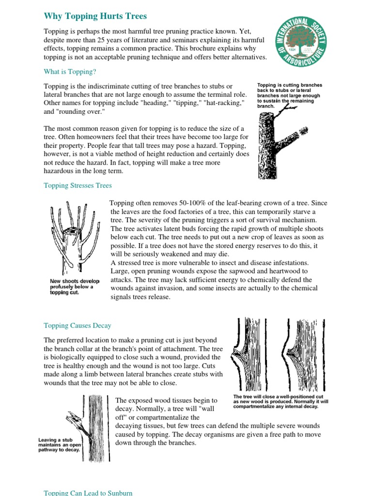 Why Topping Hurts Trees Pdf Pruning Trees