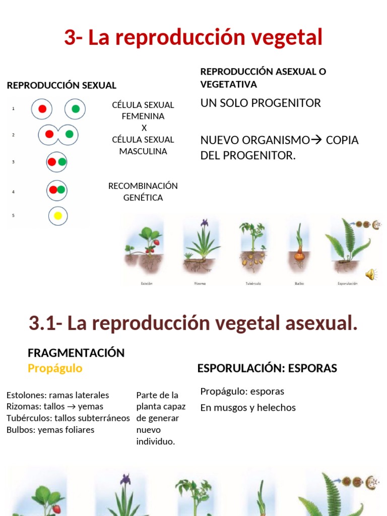 T.9 La Reproducción en Las Plantas | PDF | Reproducción de plantas | Espora