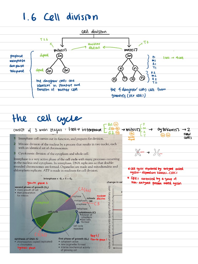 Cell Division and the Cell Cycle: An In-Depth Explanation of the Stages ...