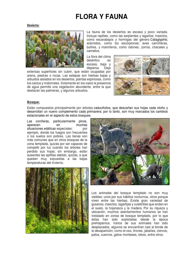 Hoja De Trabajo Sobre El Bioma Del Desierto Presentación Desierto