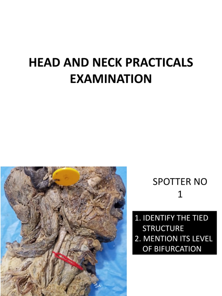 Anatomy Practical Examination: Identifying Head and Neck Structures | PDF