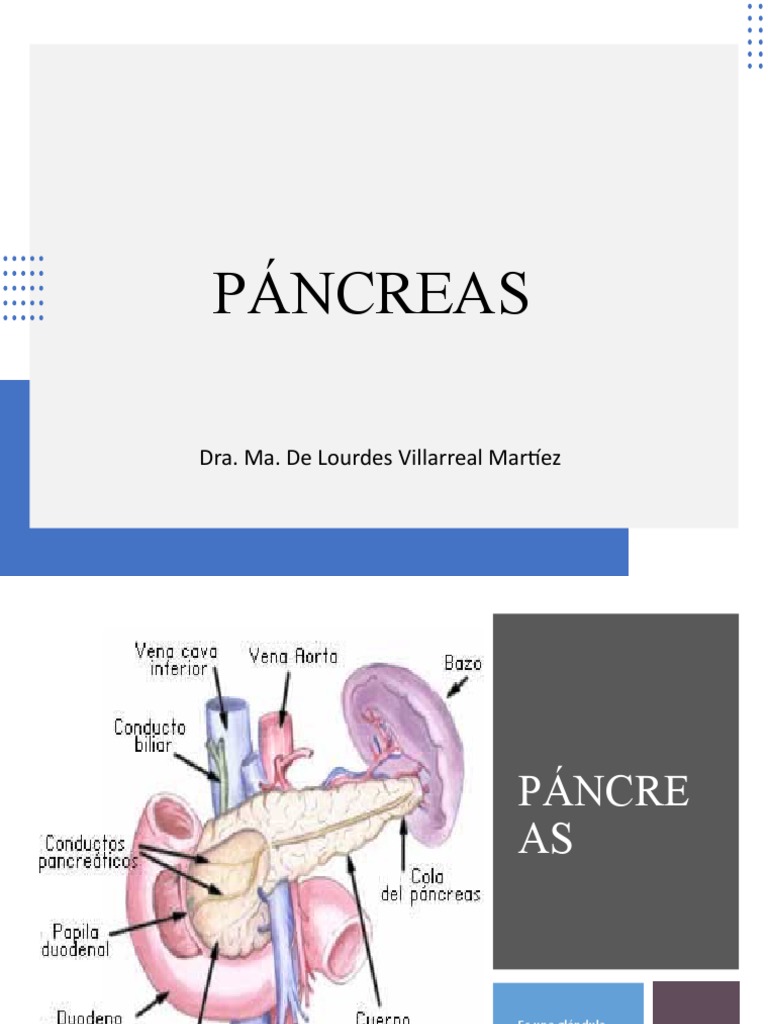 Pancreas | PDF | Páncreas | Estómago