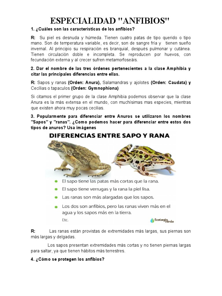 Especialidad Anfibios | PDF | Anfibio | Rana