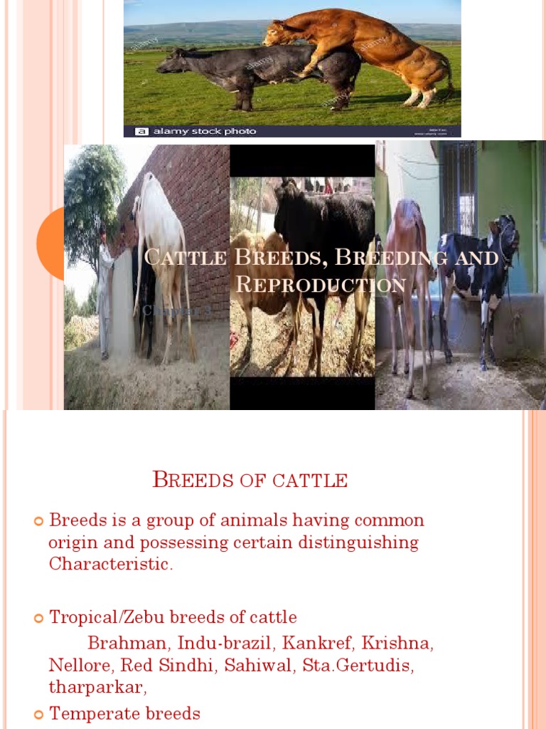 Beef Cattle Breeds Breeding and Reproduction PDF | PDF | Inbreeding ...