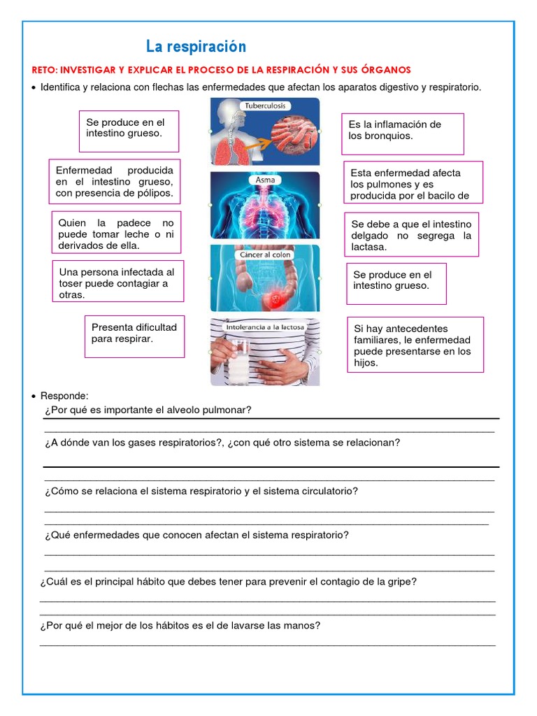 6 FICHA CyT | PDF | Pulmón | Sistema respiratorio