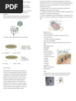 Plasmagel y PRP Activación | PDF | Plaqueta | Histología