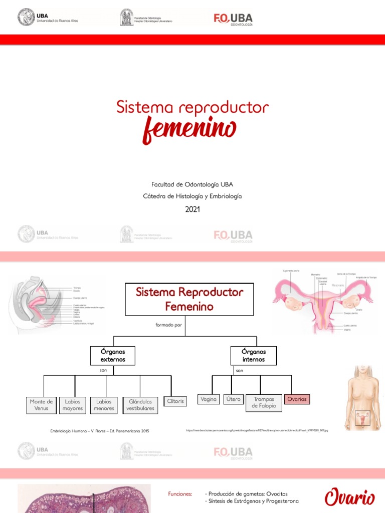 Sistema Reproductor | PDF | Ovario | Ciclo menstrual