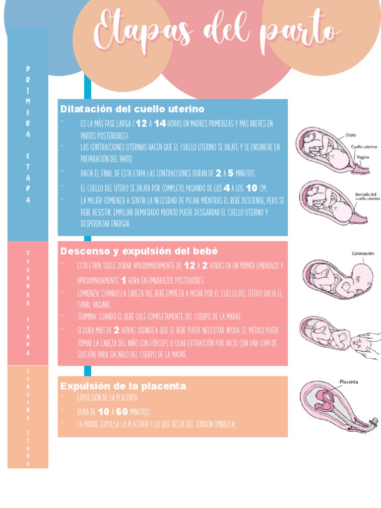 Etapas Del Parto. | PDF | Parto | La salud de la mujer