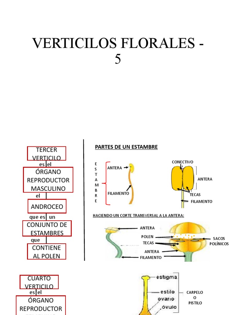 Verticilos Florales 5 | PDF